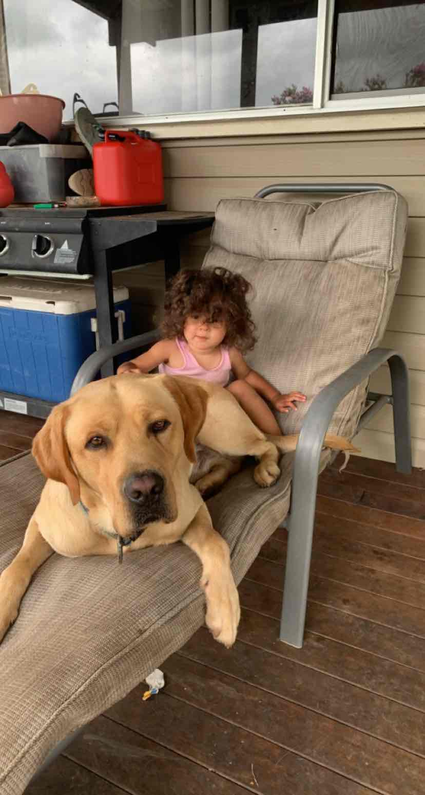 Permoxin Dermcare Insecticidal Spray And Rinse For Dogs And Horses ...