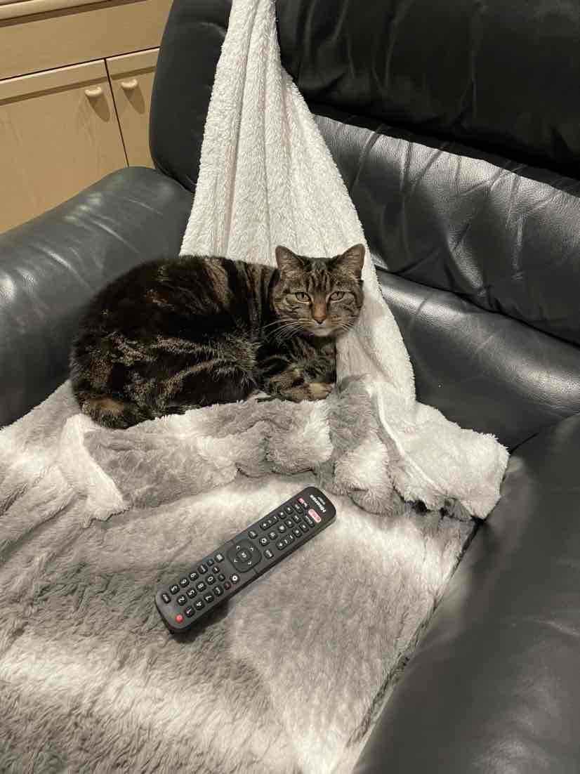 Profender For Cats All Wormer Blue 2.5-5kg - $27.21