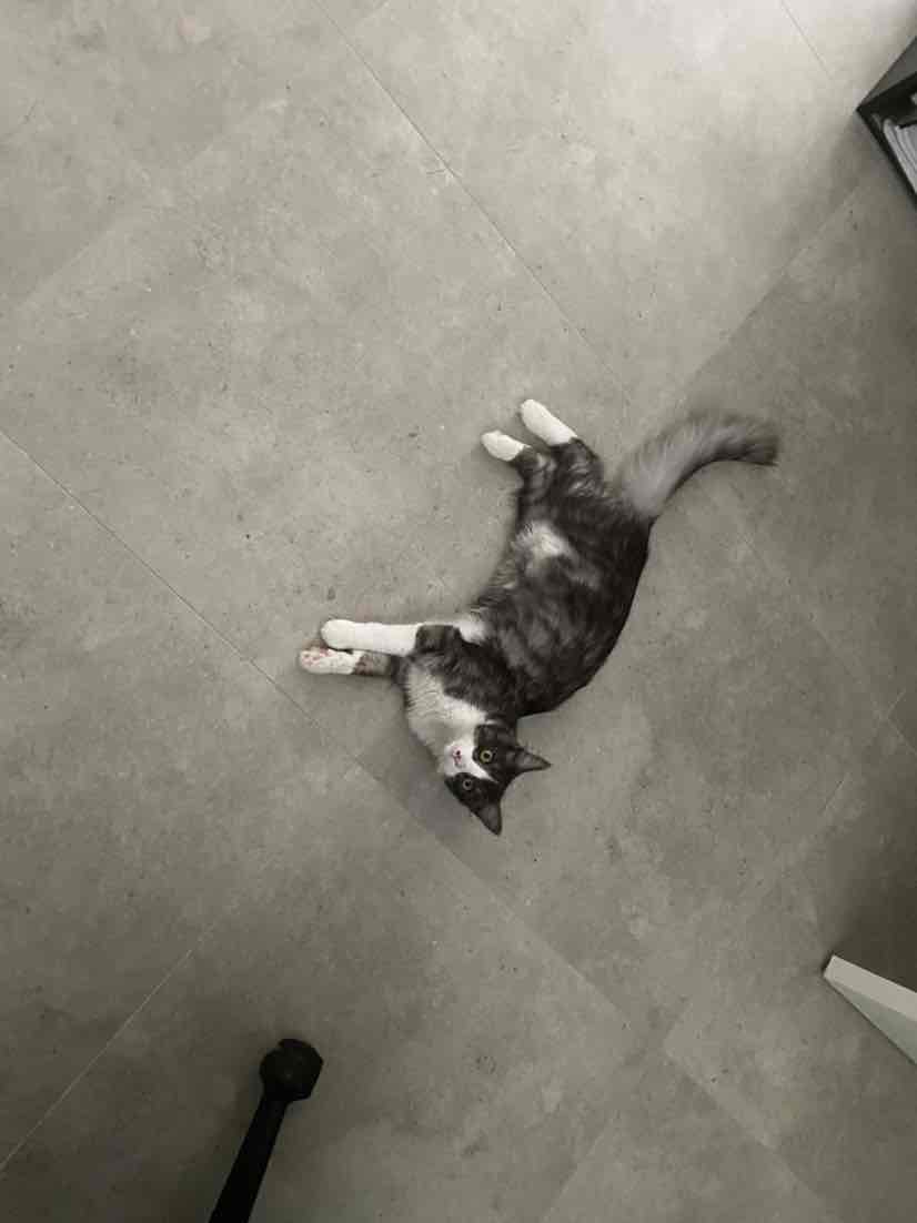 Trouble And Trix Lavender Clumping Scoopable Clay Litter For Cats 21kg ...