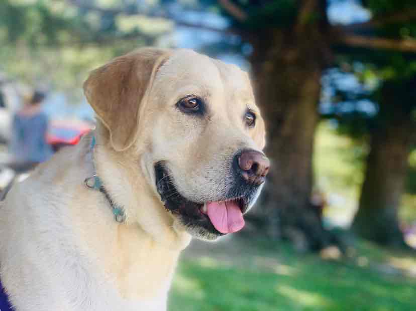 Cazitel Allwormer For Dogs 35kg 2 Tablets - $37.90