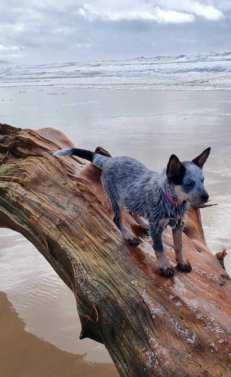 Pyohex Medicated Shampoo For Dogs 500ml - $24.64