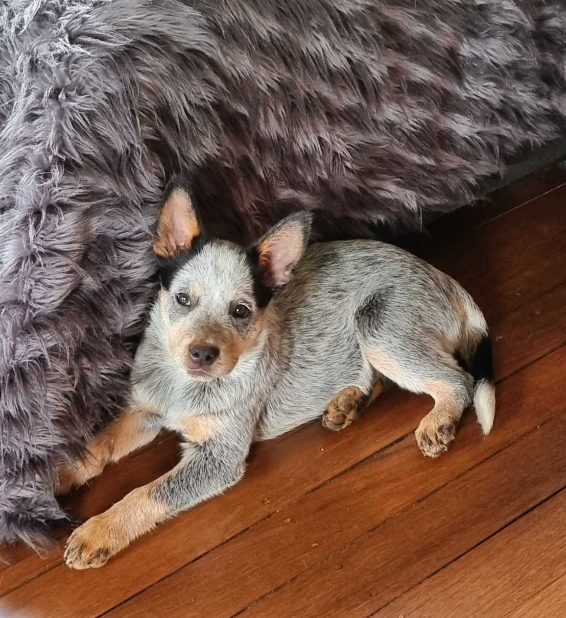 Pyohex Medicated Conditioner For Dogs 200ml - $18.89