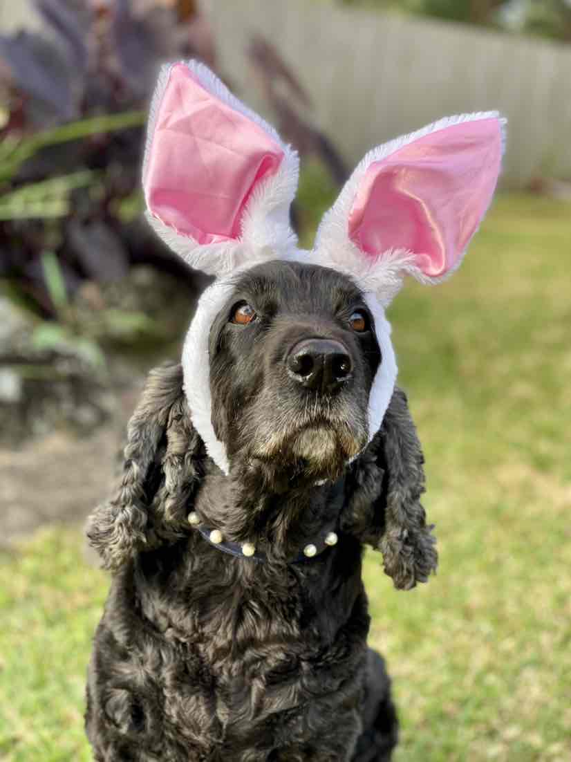 Hills Prescription Diet Canine cd Urinary Care Multicare Chicken Dry ...