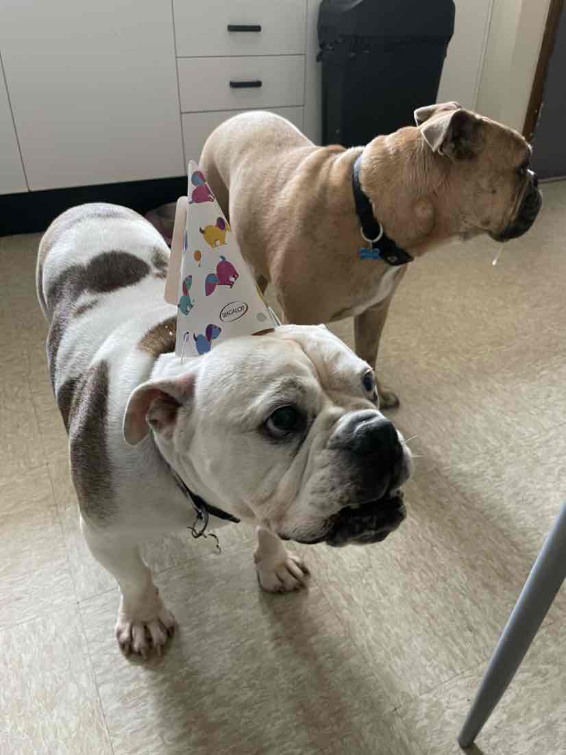 Hills Prescription Diet Canine cd Urinary Care Multicare Chicken Dry ...