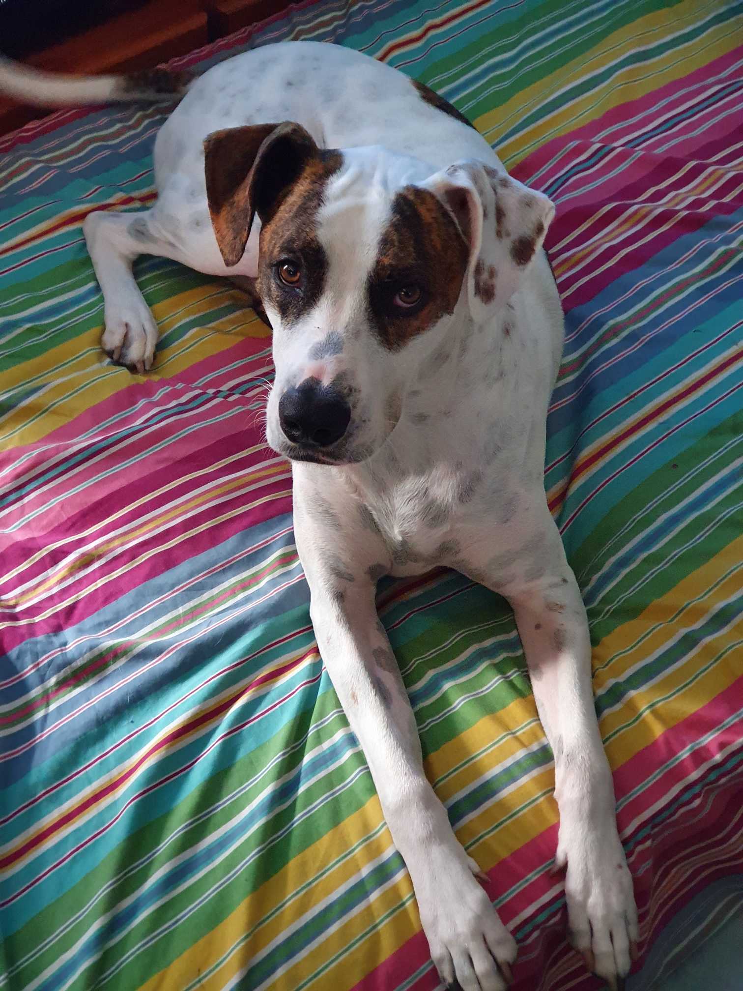 Acidurin Tablets Urinary Acidifier For Dogs And Cats 100 Tablets - $17.26