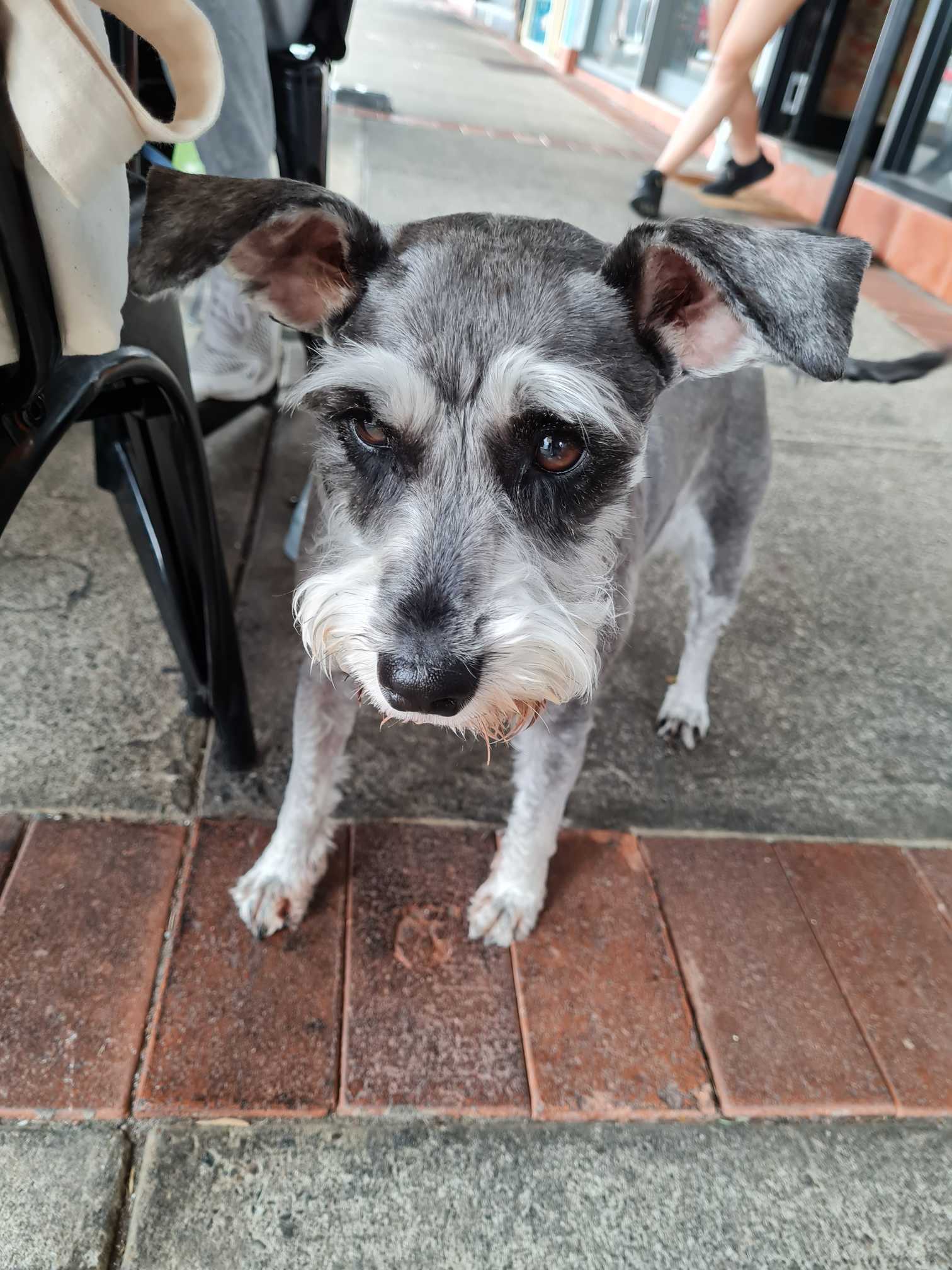 Pyohex Medicated Conditioner For Dogs 200ml - $18.89