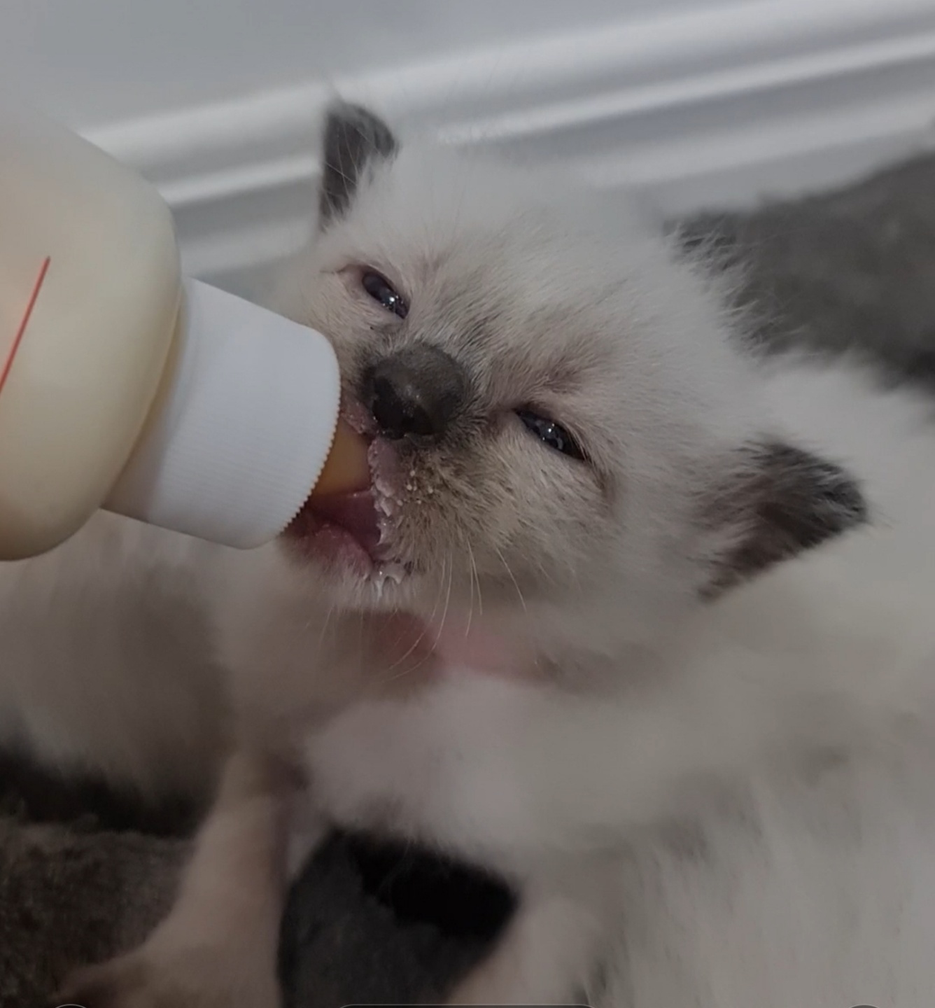 Wombaroo Cat Milk Replacer 1kg - $39.95