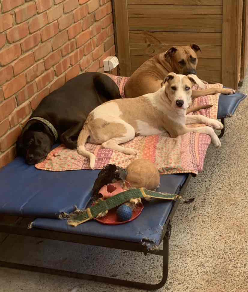 Nuheart For Large Dog 23-45kg Red 6 Tablets - $24.95