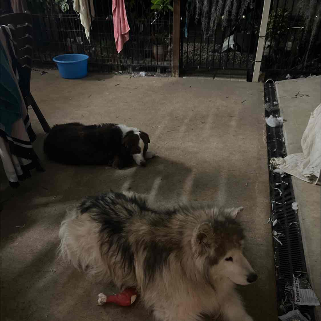 Rose Hip Vital Canine Powder For Dogs 500g - $69.95