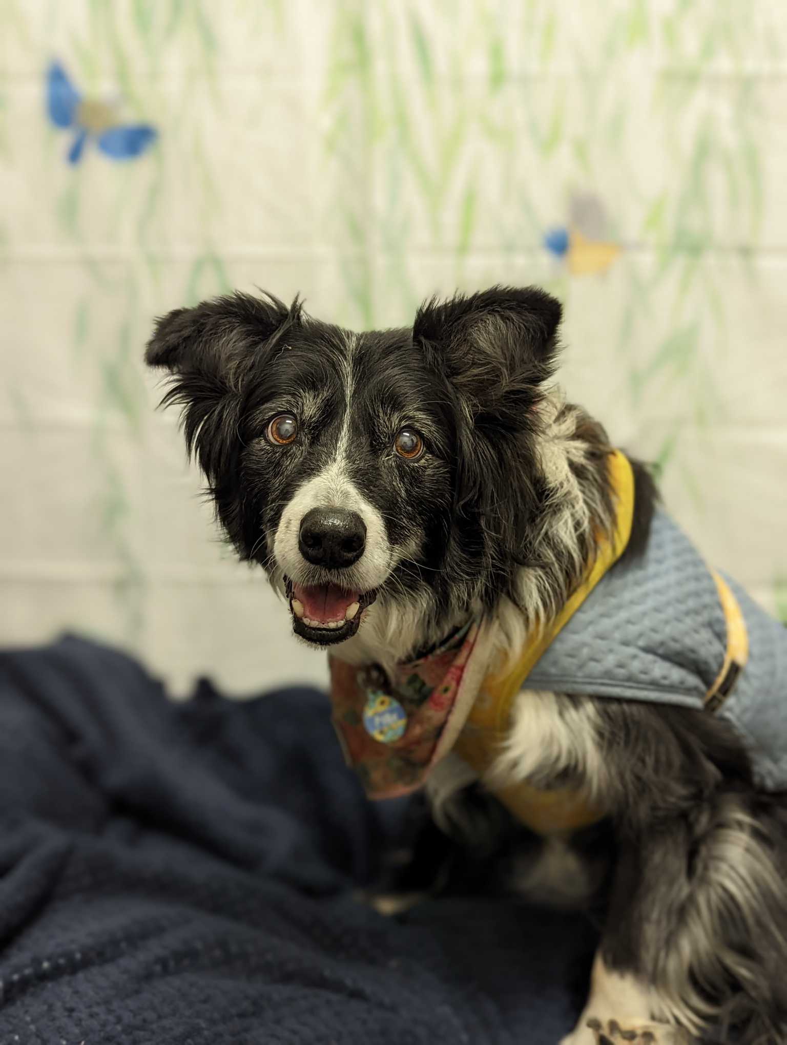 Rose Hip Vital Canine Powder For Dogs 500g - $69.95