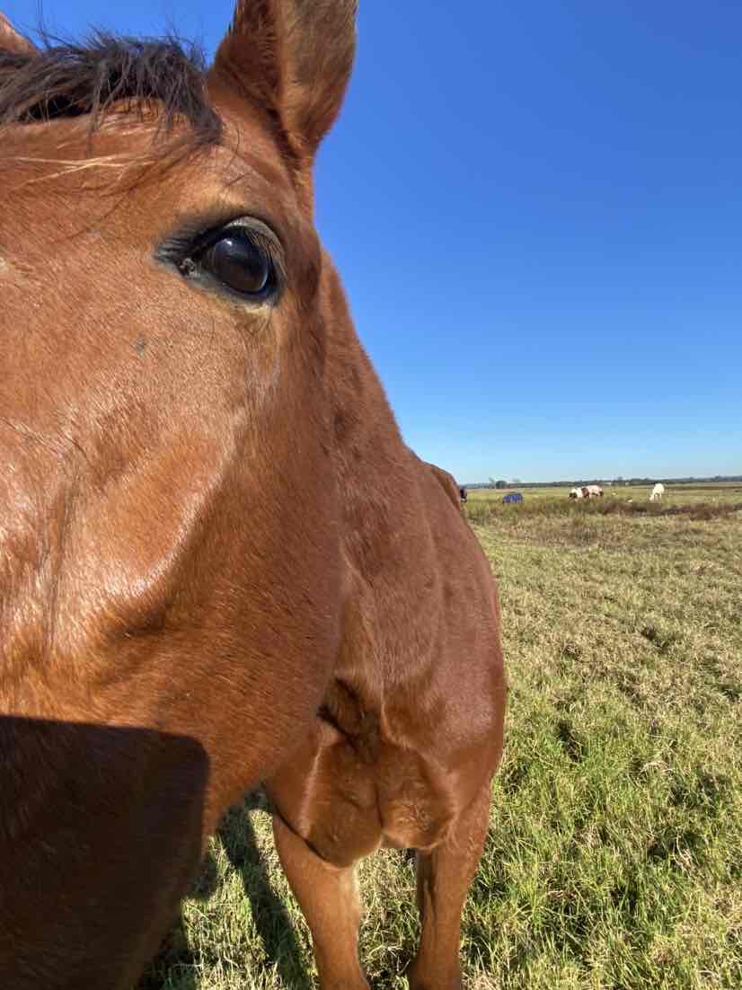 Razor Worming Paste 30ml Single Syringe Wormer For Horses - $24.99