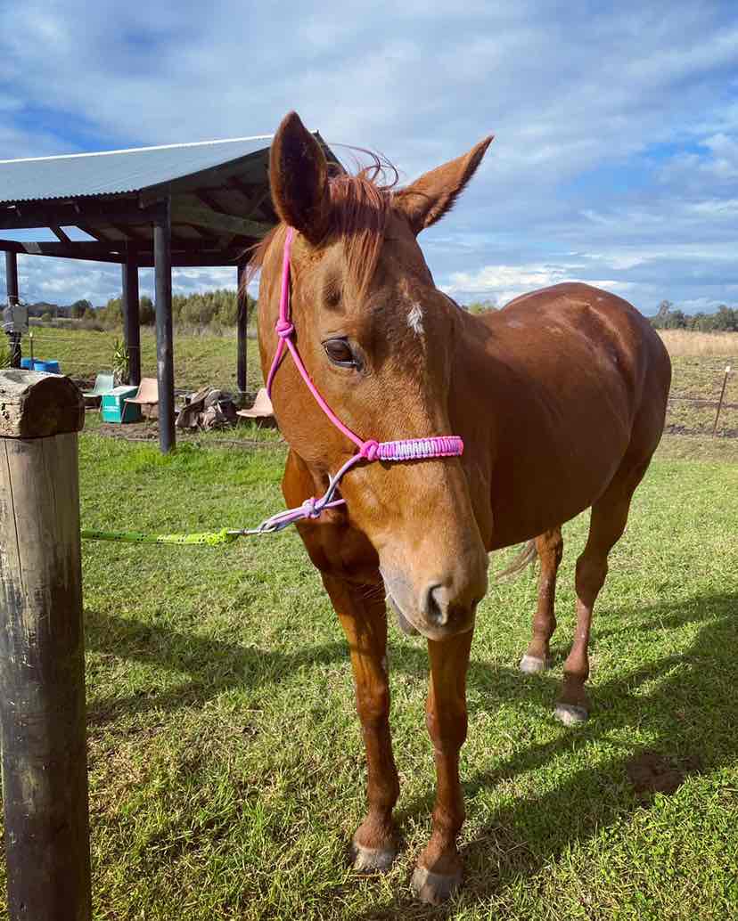 Razor Worming Paste 30ml Single Syringe Wormer For Horses - $24.99