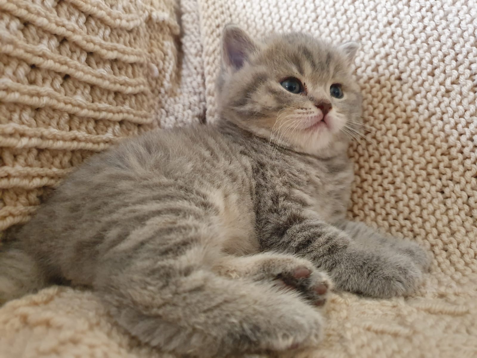 Aristopet Worming Syrup For Puppies And Kittens 50ml - $9.95