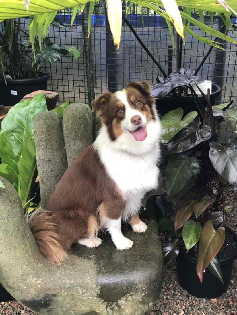 WAG Kangaroo Rib Rack Natural Dried Single Treat For Dogs - $9.99