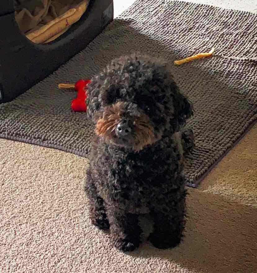 Royal Canin Poodle Adult Dry Dog Food 7.5kg - $92.99