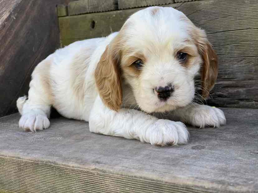 Hills Prescription Diet Canine cd Urinary Care Multicare Chicken Dry ...