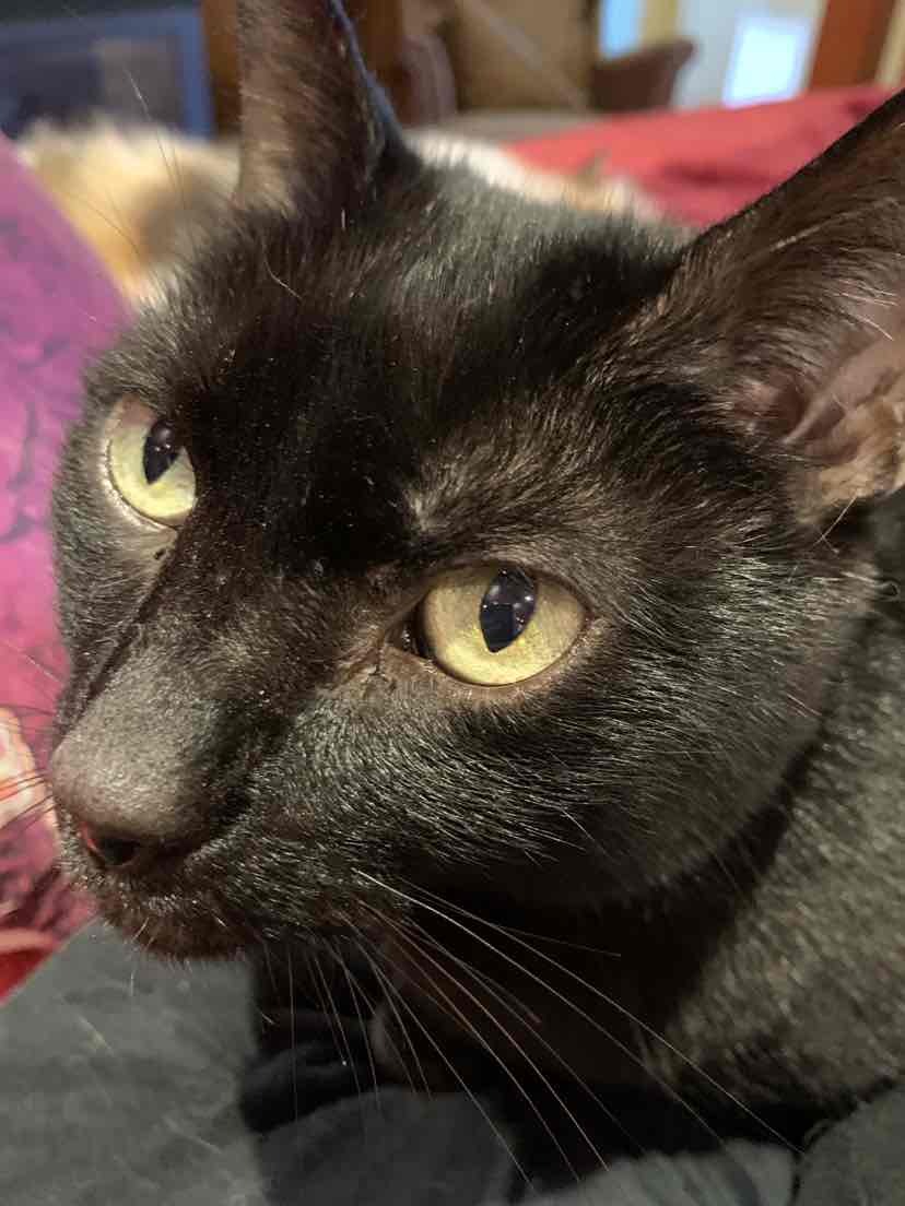 Trouble And Trix Lavender Clumping Scoopable Clay Litter For Cats 21kg ...