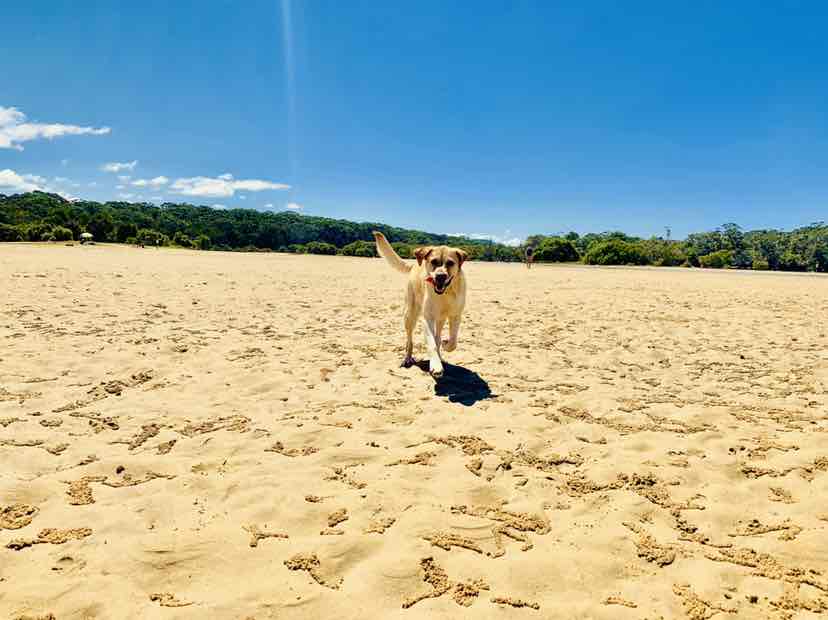 Cazitel Allwormer For Dogs 35kg 2 Tablets - $37.90