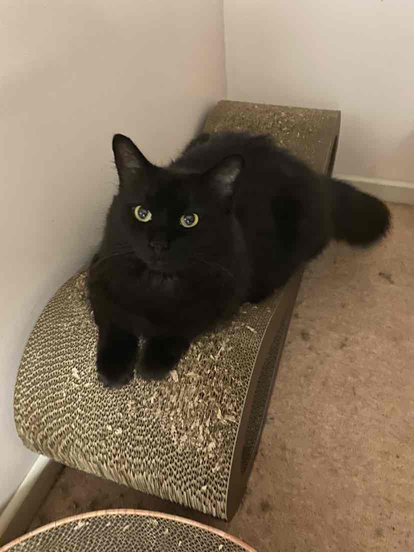 Minx Infinity Cat Scratcher Lounging Calming Bed Medium For Cats 55cm ...