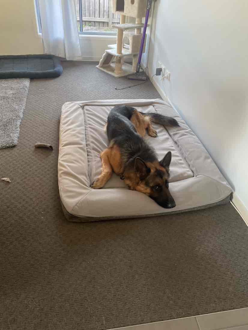 Rose Hip Vital Canine Powder For Dogs 500g - $69.95