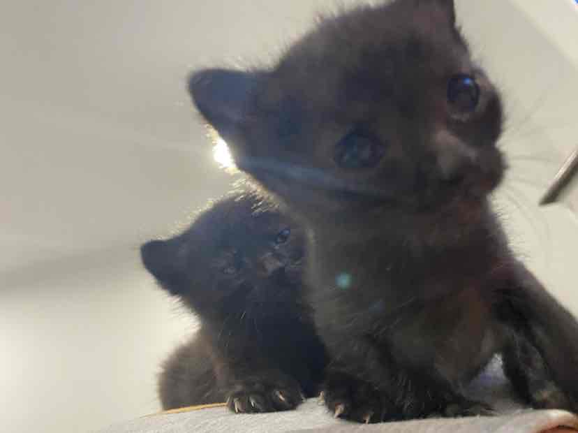 Kitter Cat Litter Beige Double Tray Set And Scoop For Wood Pellets - $28.00