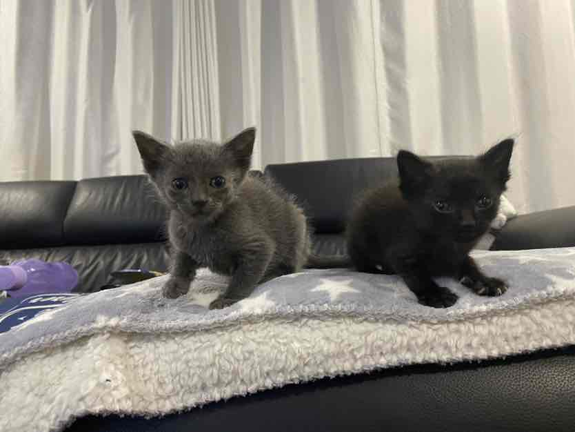 Kitter Cat Litter Beige Double Tray Set And Scoop For Wood Pellets - $28.00