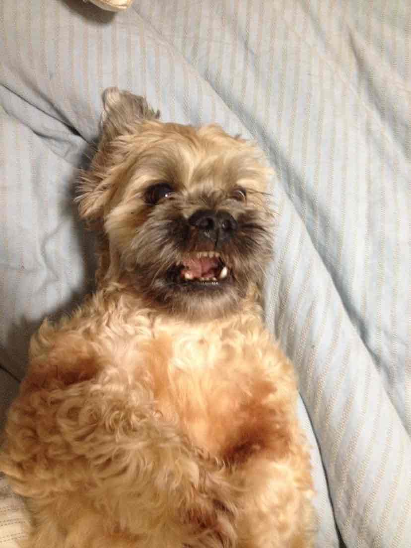 Meals For Mutts MfM Kangaroo Disc Treats For Dogs 200gm - $20.95