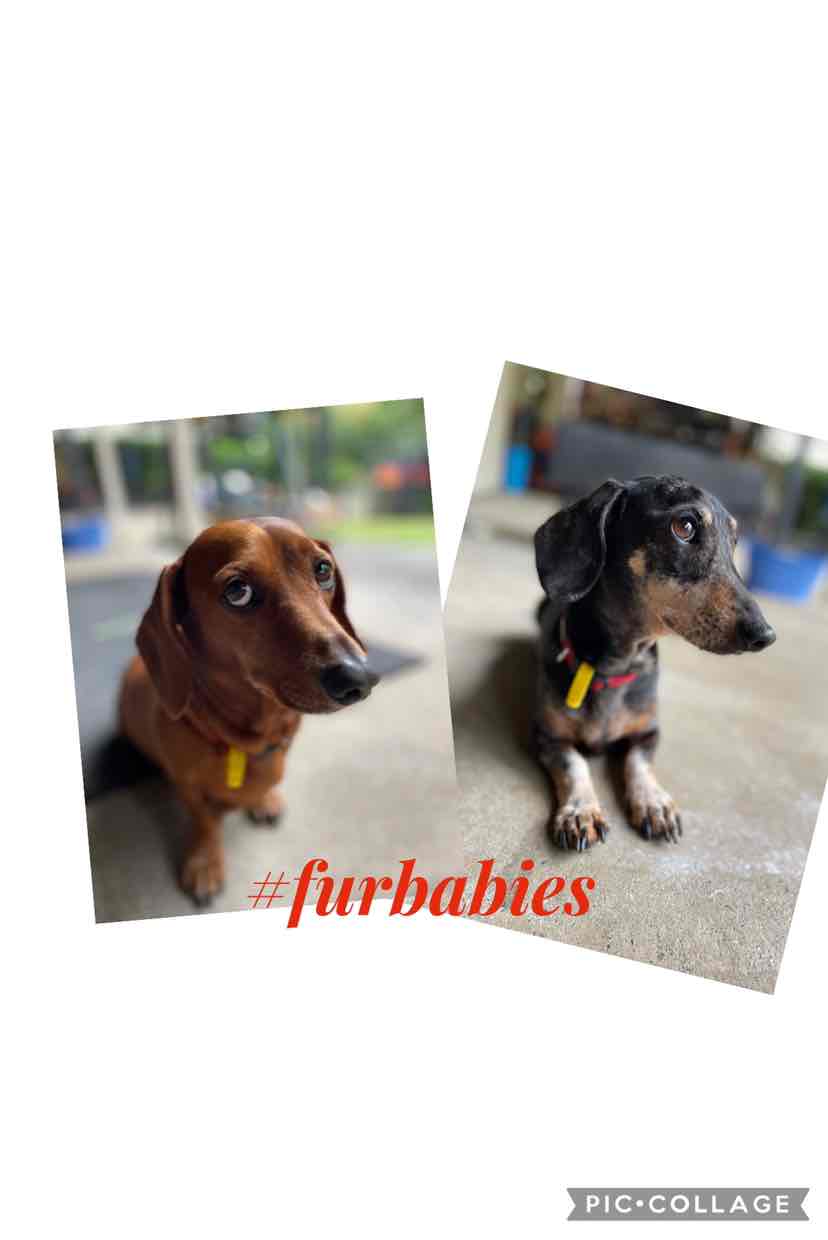 Meals For Mutts MfM Turkey And Lamb Lite Adult Dry Dog Food 20kg - $130.95