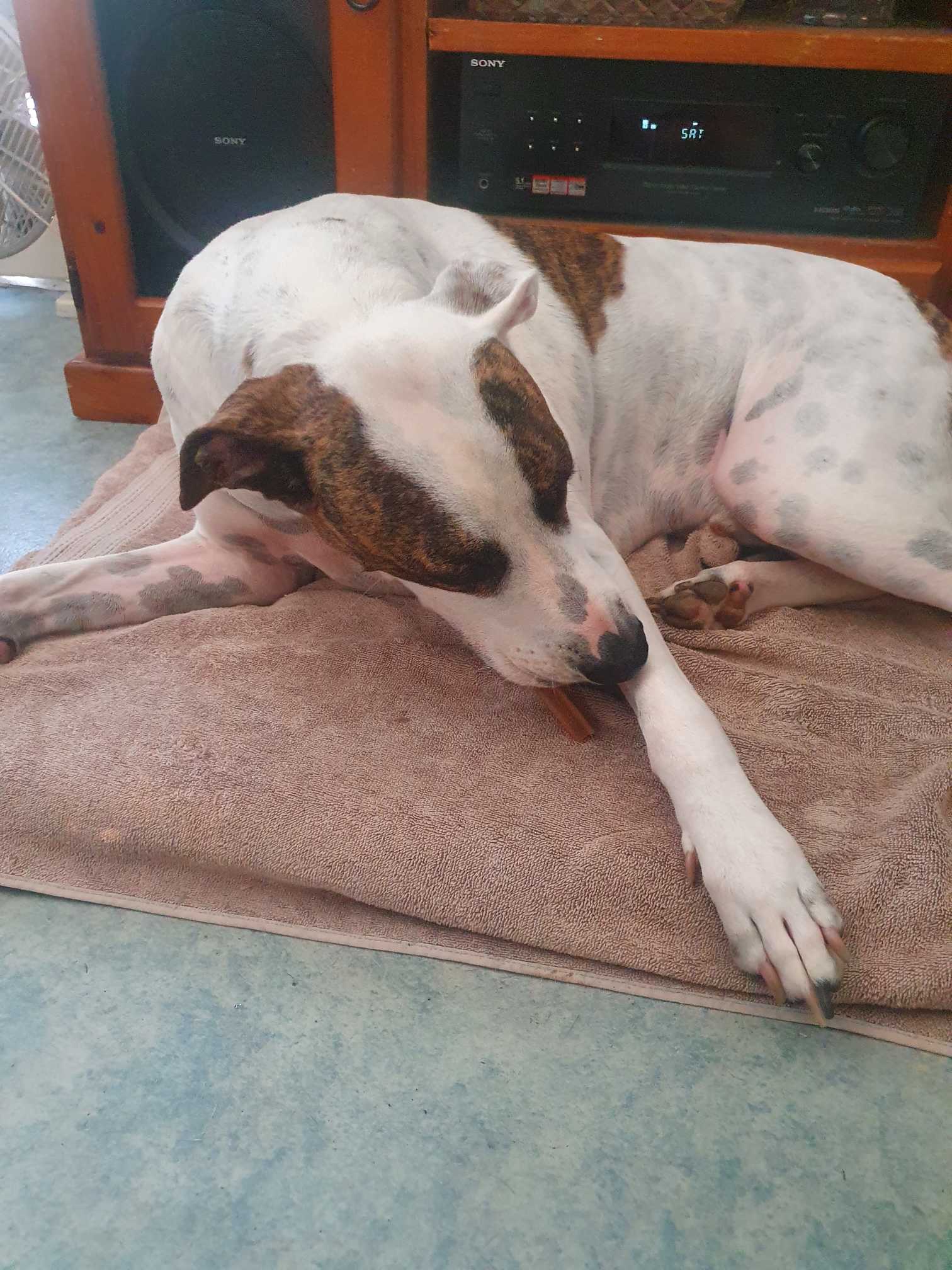 Apex Acidurin For Dogs And Cats 300 Tablets - $46.60