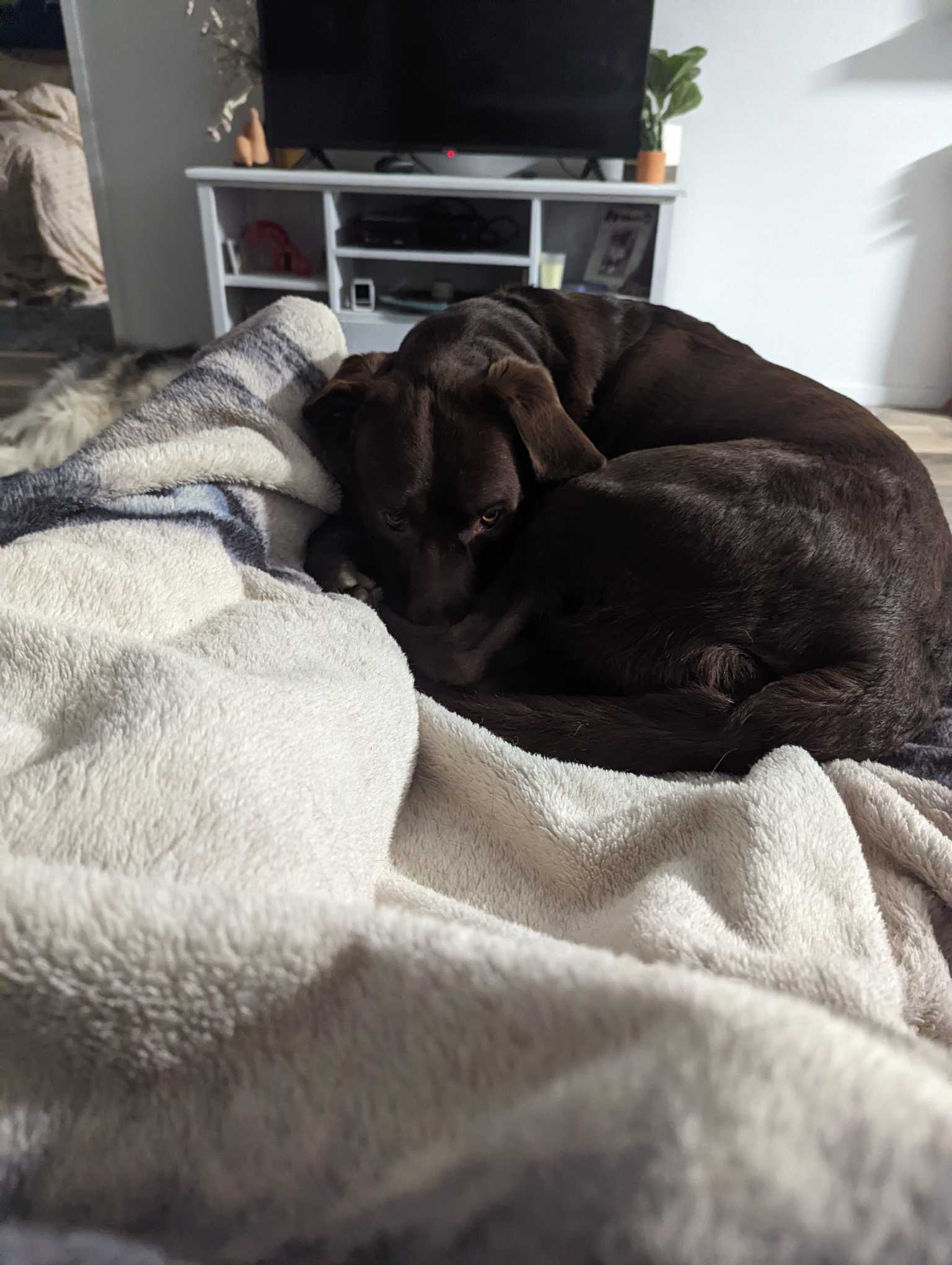 Aristopet Ear Mite Canker Drops For Dogs and Cats 50ml - $15.95