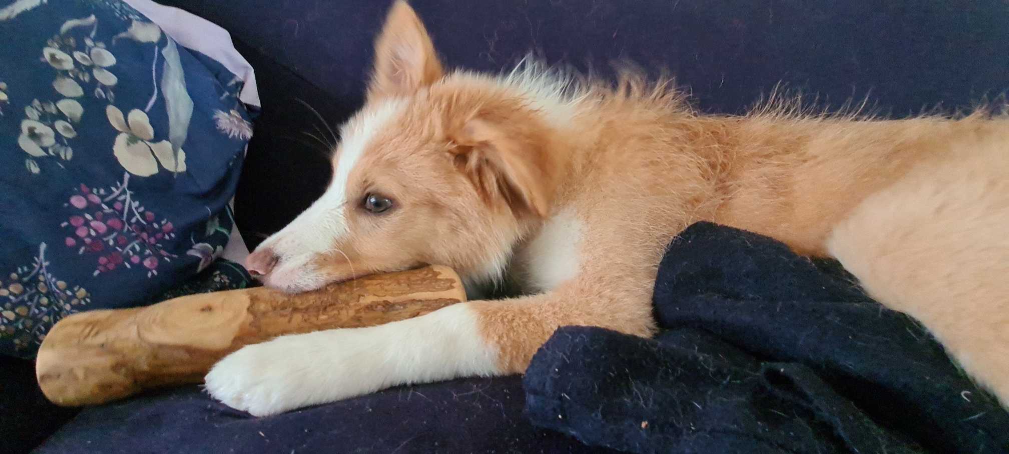 Furkidz Mighty Chomp Strong Natural Coffee Java Wood Stick Large Toy ...