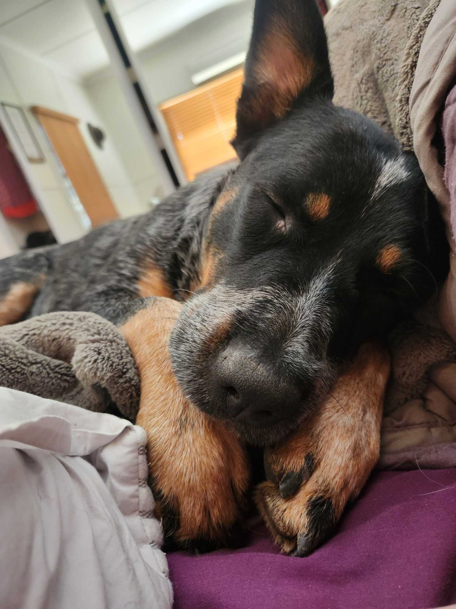 Milpro Broad Spectrum Wormer For Dogs Over 5kg 4 Tablets - $37.71