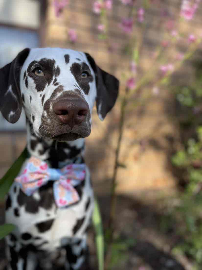 Fidos Fre Itch Rinse Concentrate For Dogs Cats And Caged Birds 500ml ...