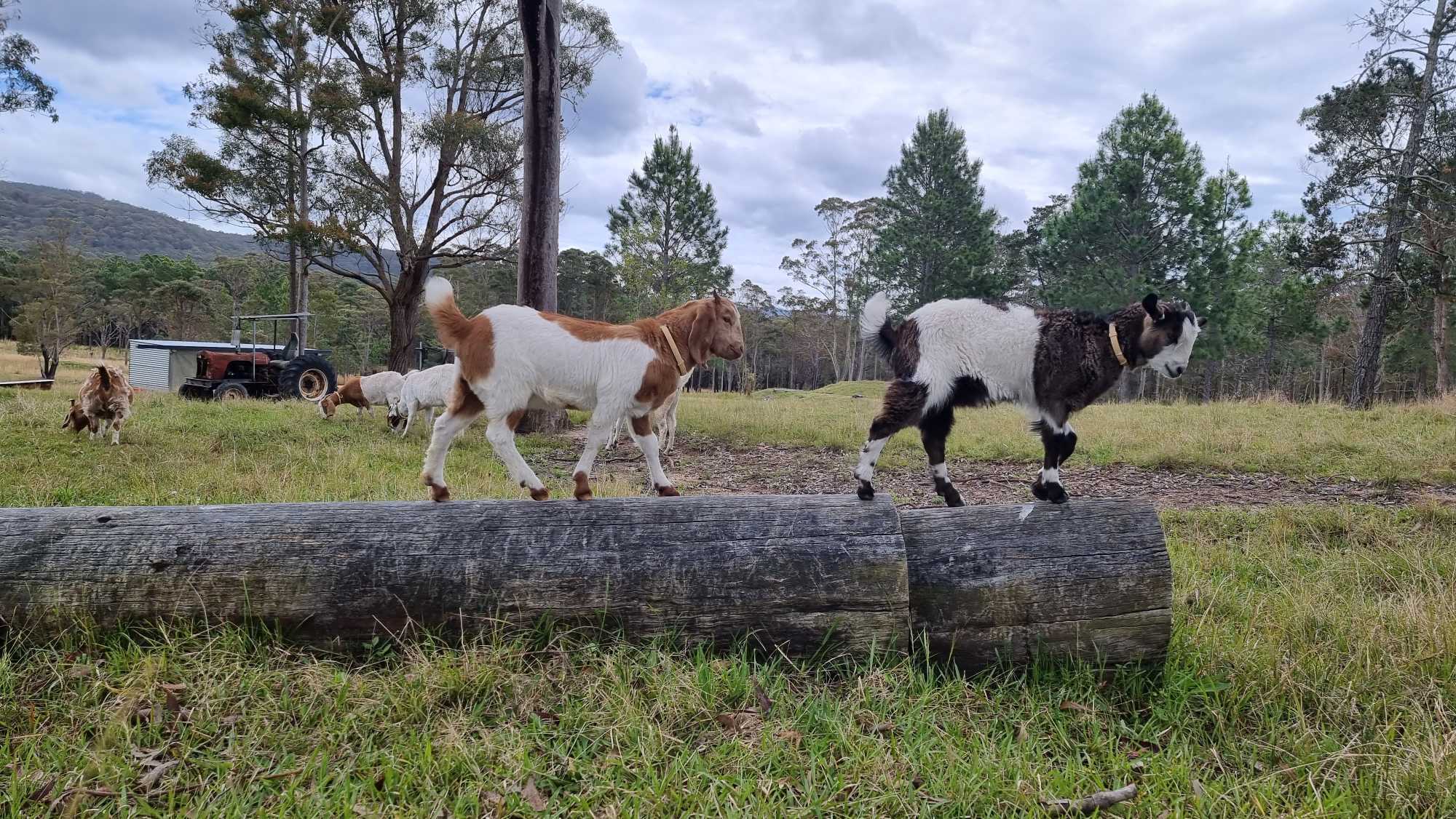 Kiltix Tick Collar For Dogs 5 Pack - $125.00