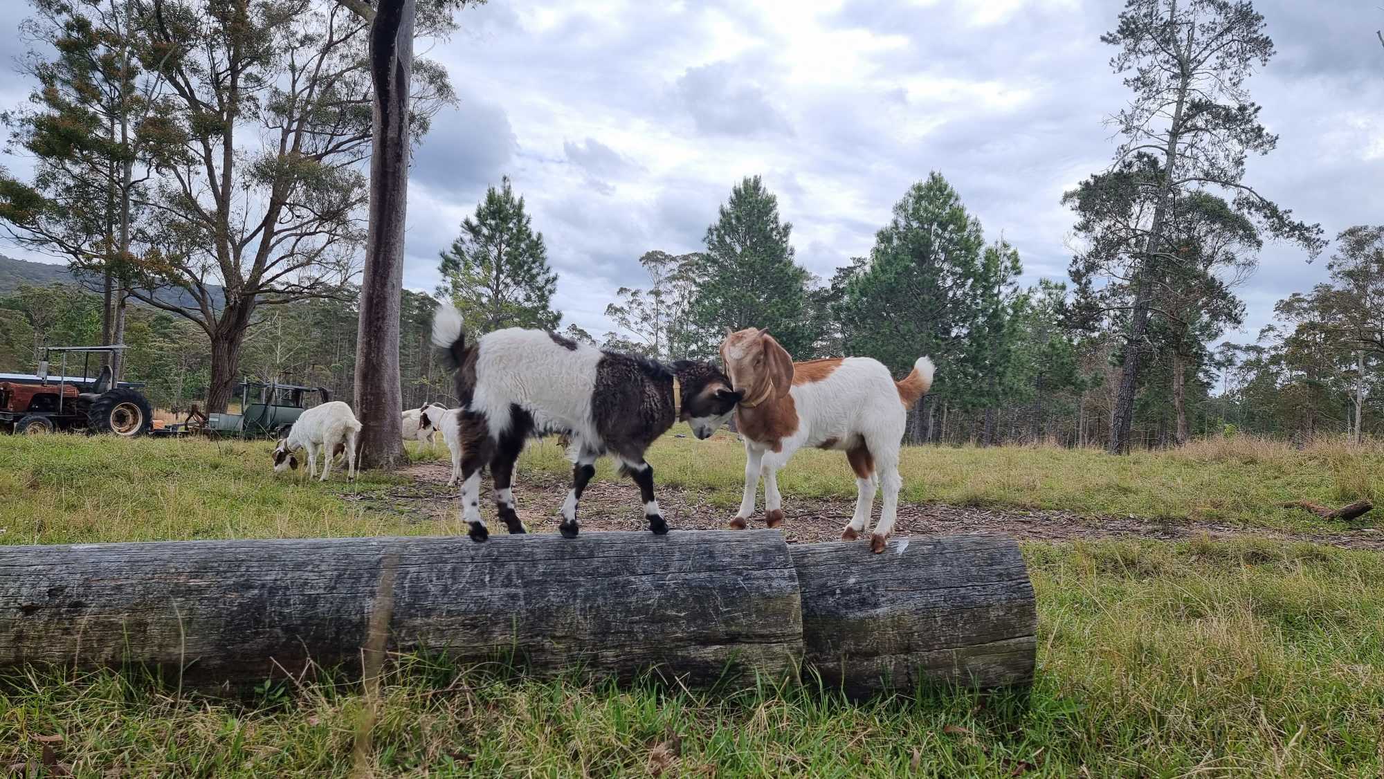 Baycox Coccidiocide Suspension for Pigs and Cattle 250ml - $160.88