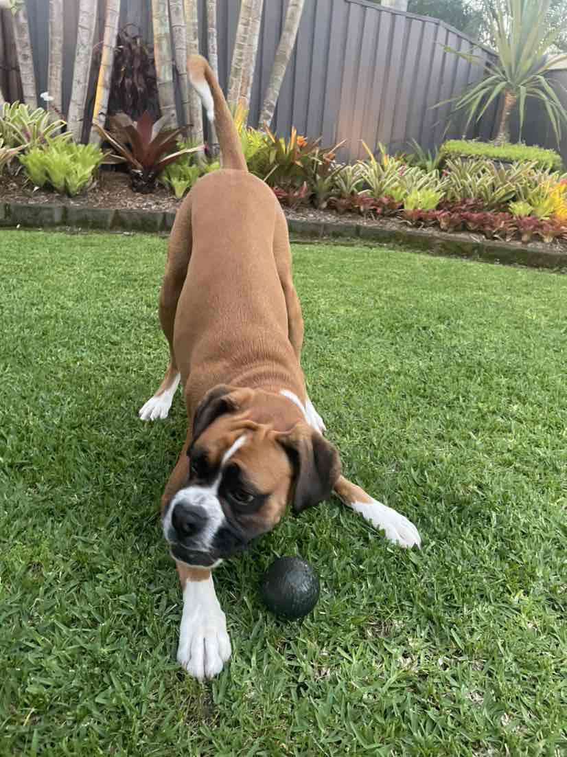 KONG DuraMax Ball Squeak Toy Medium For Dogs - $11.18