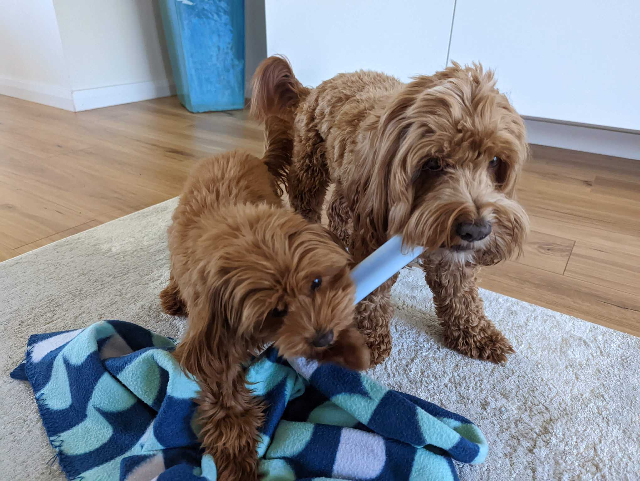 Sporn Marrow Chew Bone Large Toy For Dogs - $16.80