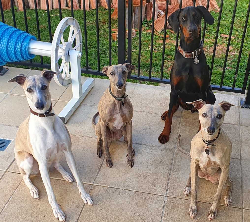 WAG Kangaroo Rib Rack Natural Dried Single Treat For Dogs - $9.99