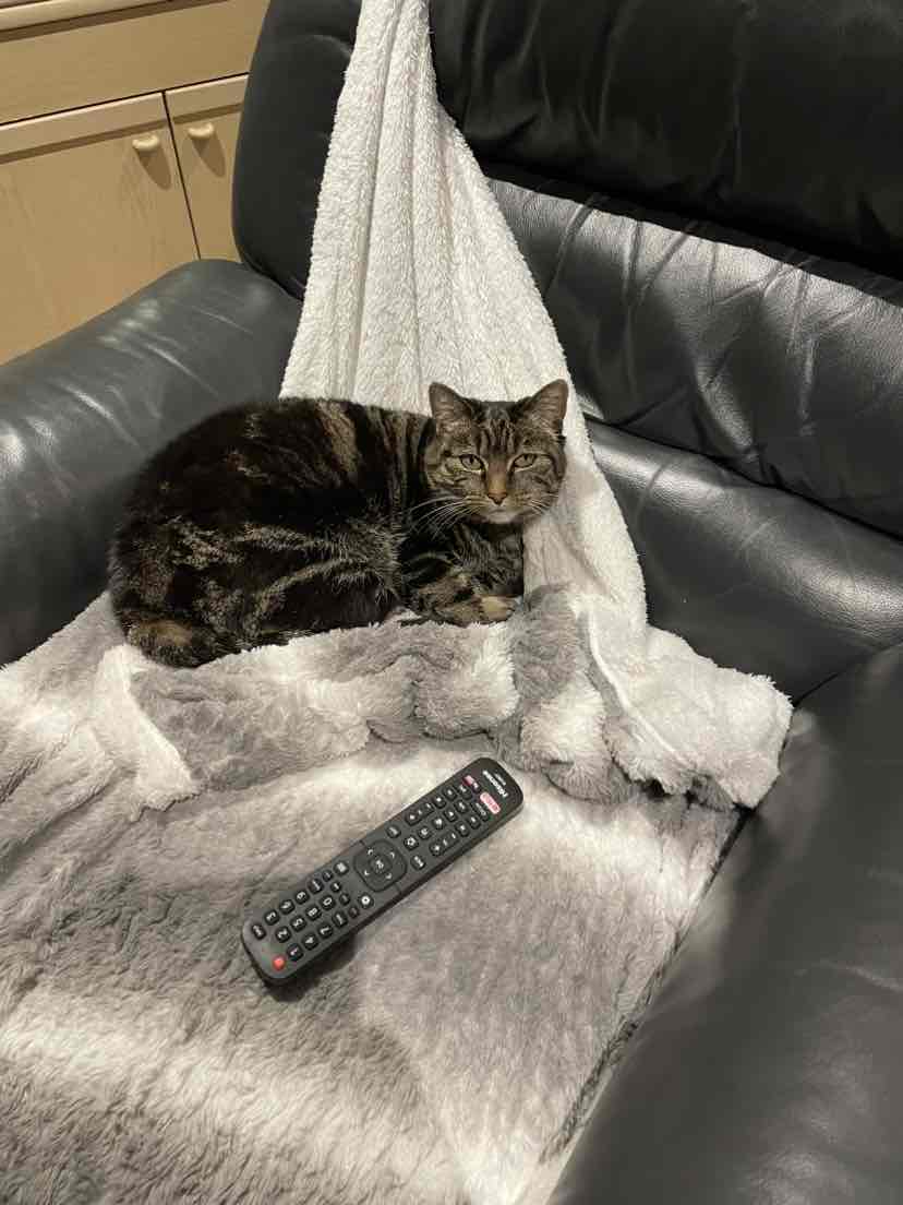 Trouble And Trix Litter Tray With Removable Hood And Scoop For Cats ...