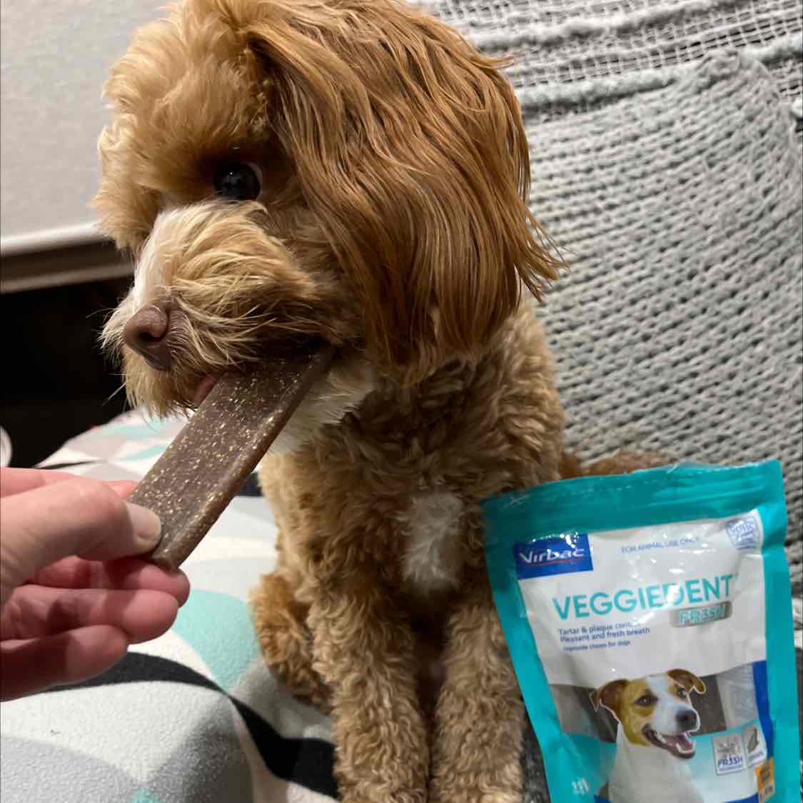 Veggiedent Fr3sh Small Dental Treats For Dogs 5-10kg 90 Pack - $79.52