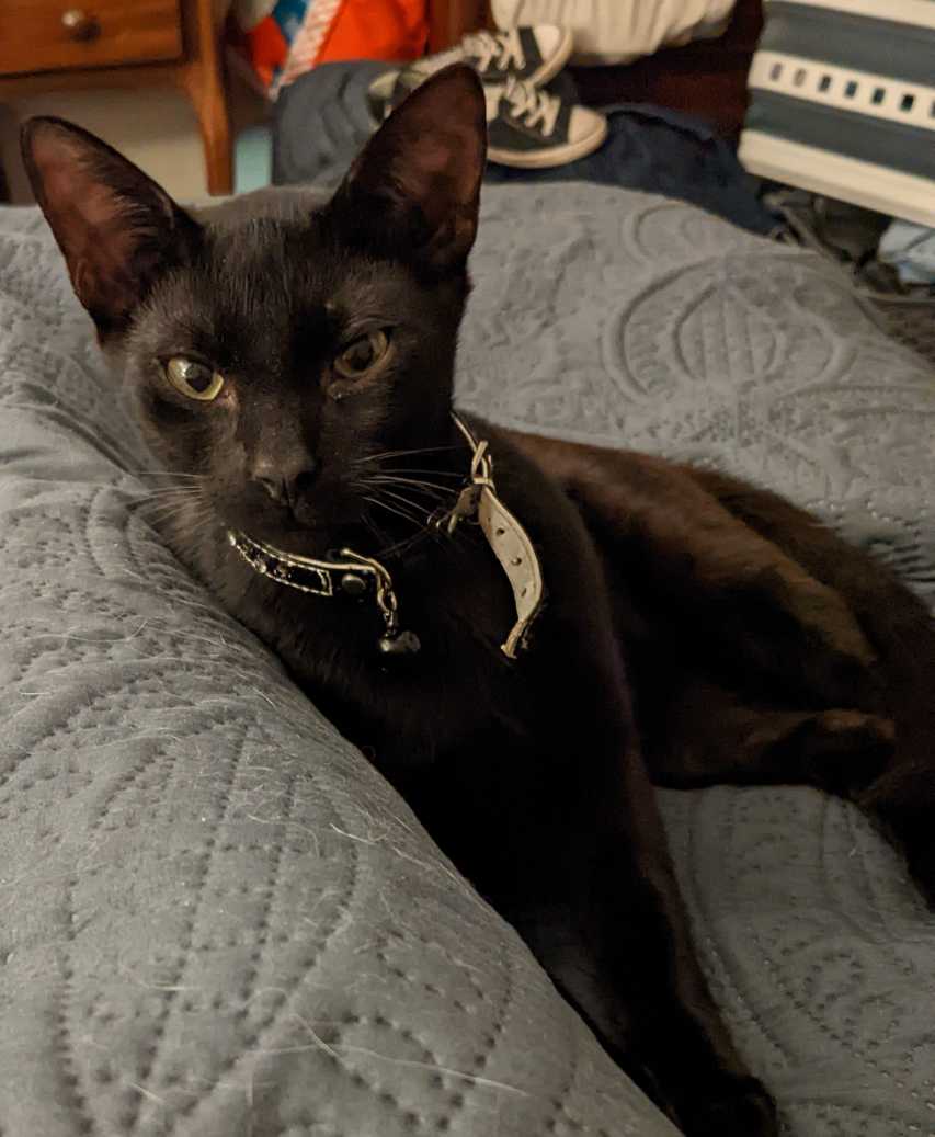 Trouble And Trix Lavender Clumping Scoopable Clay Litter For Cats 21kg ...