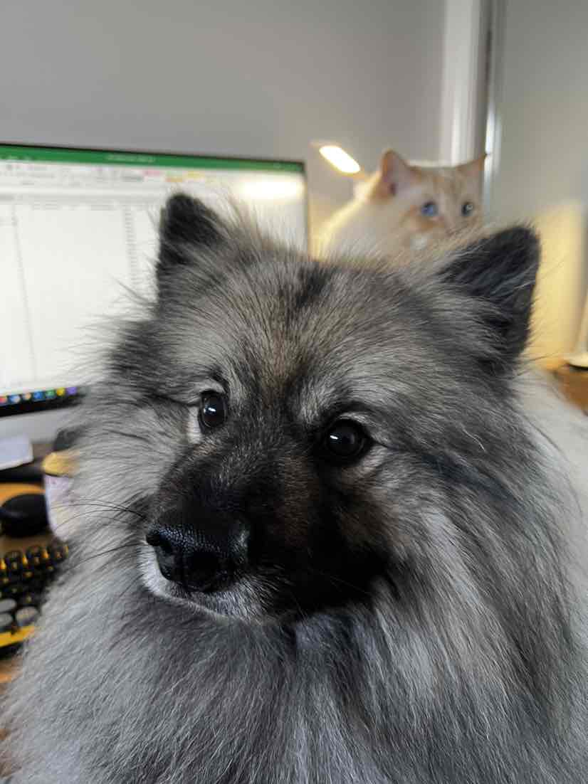 Furkidz Mighty Chomp Strong Natural Coffee Java Wood Stick Large Toy ...