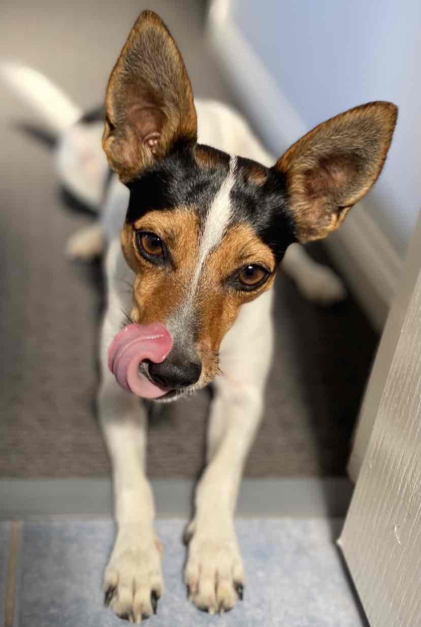 Rose Hip Vital Canine Powder For Dogs 500g - $69.95