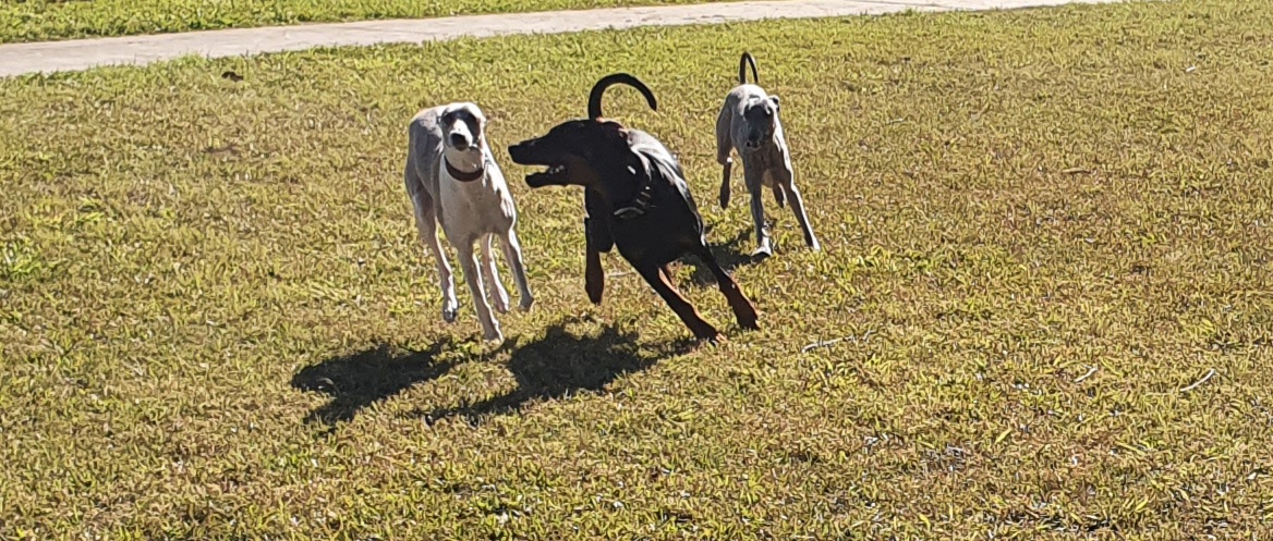 WAG Kangaroo Rib Rack Natural Dried Single Treat For Dogs - $9.99