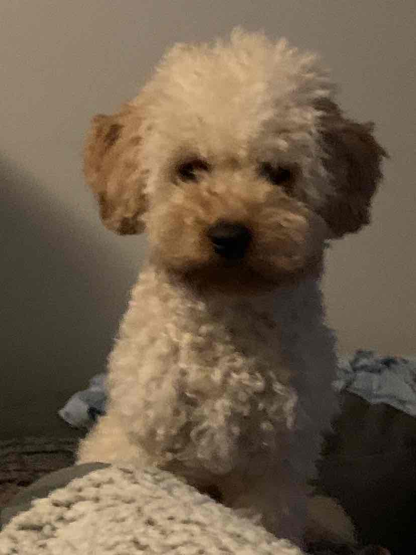 Dermcare Otoflush Gentle Ear Cleanser For Dogs 250ml - $47.95