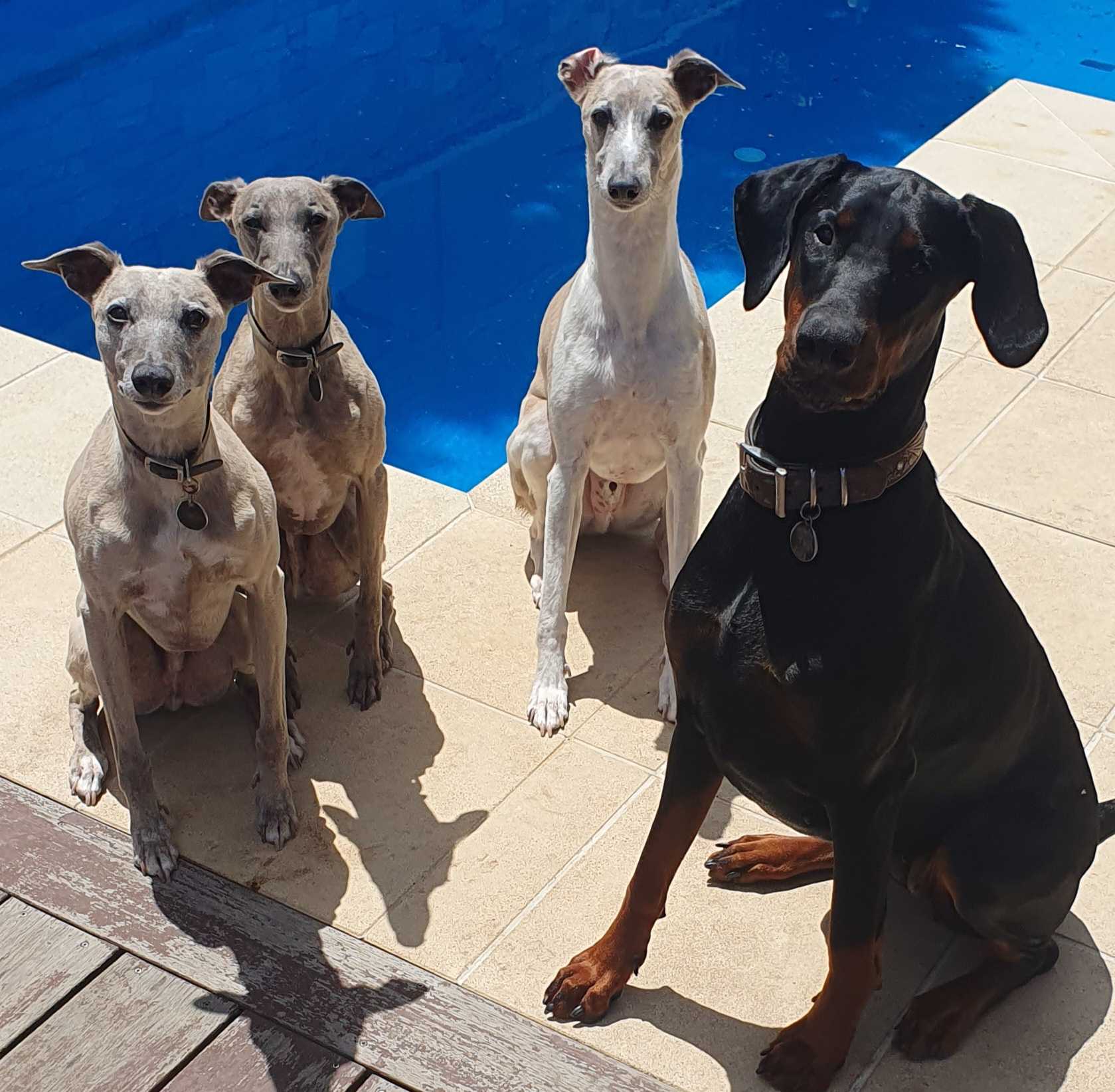 WAG Kangaroo Rib Rack Natural Dried Single Treat For Dogs - $9.99