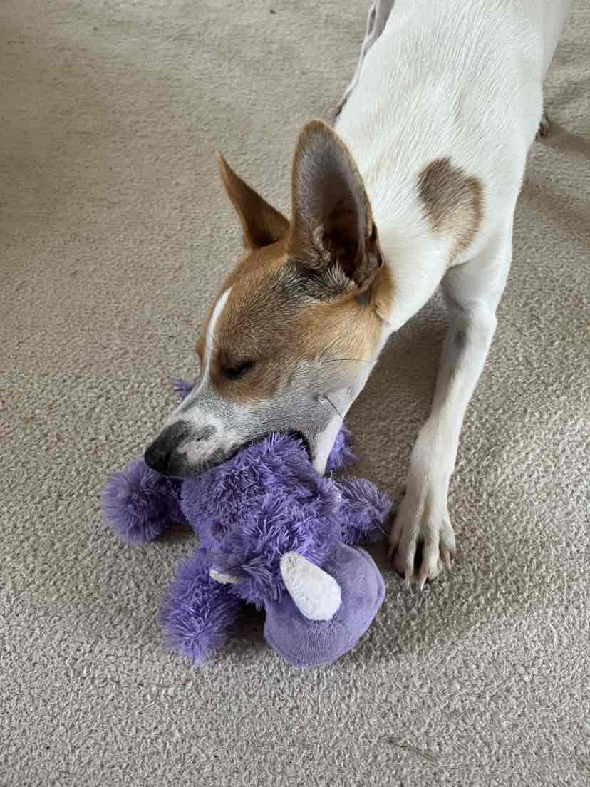 KONG Cozie Rosie Rhino Plush Squeak Medium Toy For Dogs - $13.68