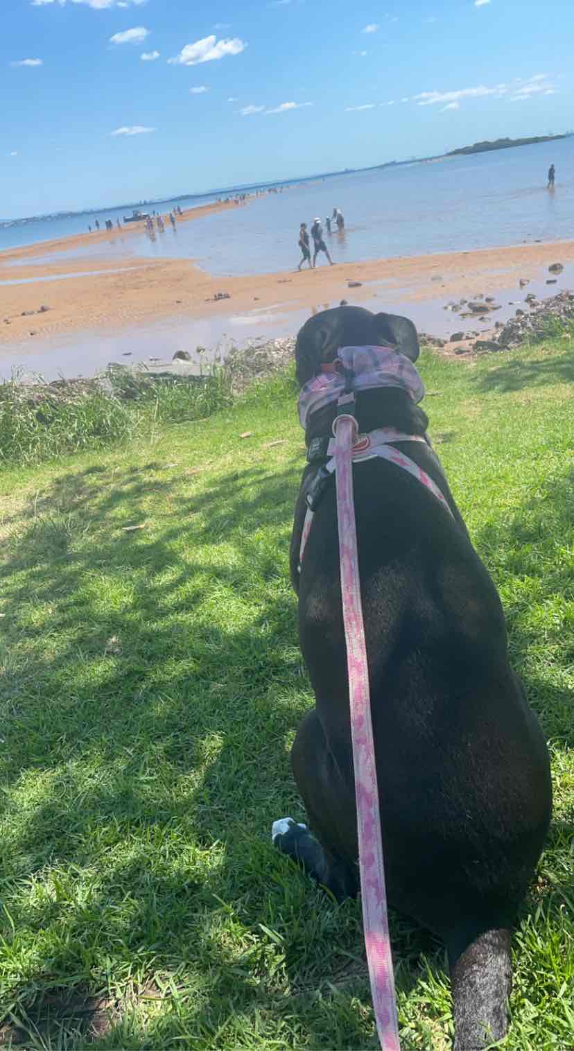 Wound Gard Antiseptic Bitterant Spray For Dogs and Cats 50ml - $17.43