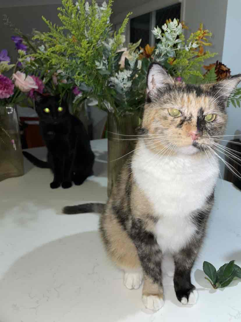 Hills Prescription Diet Feline Metabolic Weight Loss And Maintenance ...