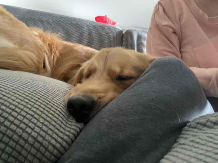 Dermcare Otoflush Gentle Ear Cleanser For Dogs 250ml - $47.95